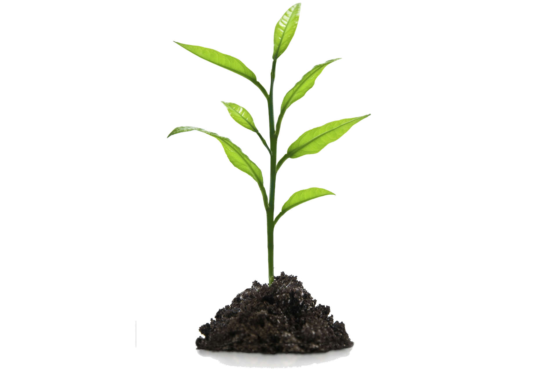 Why Senokot - Natural Laxatives | Constipation Relief | SENOKOT®