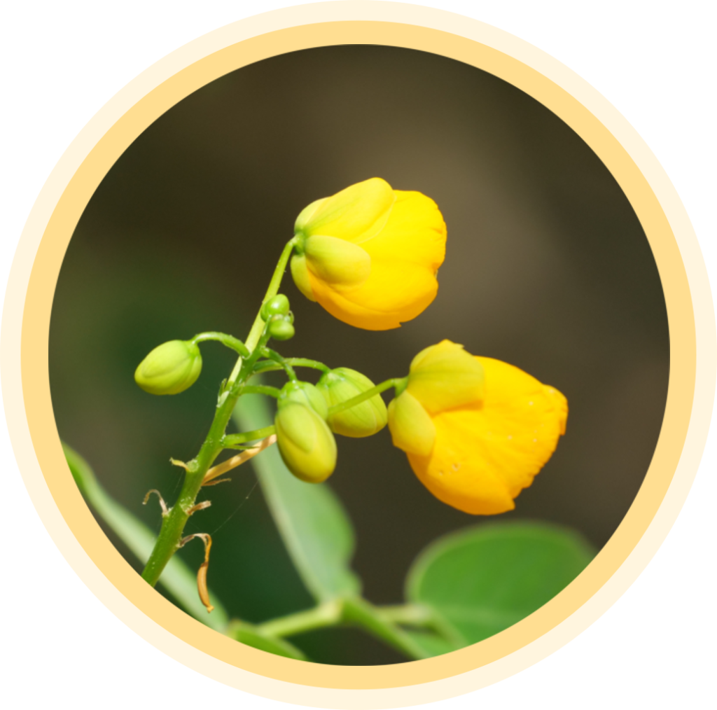 Why Senokot - Natural Laxatives | Constipation Relief | SENOKOT®
